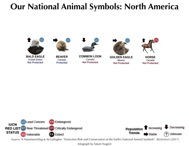 National Animal Symbols: North America – Shark Research & Conservation ...