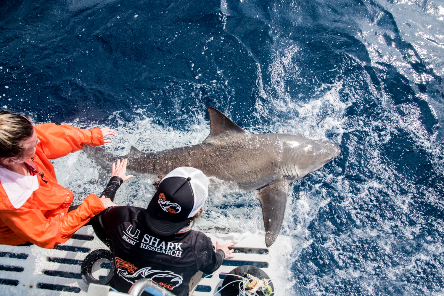 Shark Ecological Risk Assessment – Shark Research & Conservation Program (SRC) | University of Miami