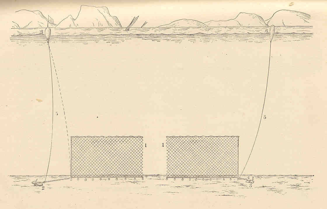 Using Light to Reduce Sea Turtle Bycatch – Shark Research ...